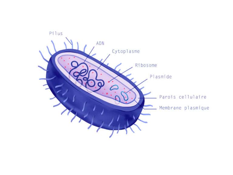 La cellule | GénomeQuébec inc.