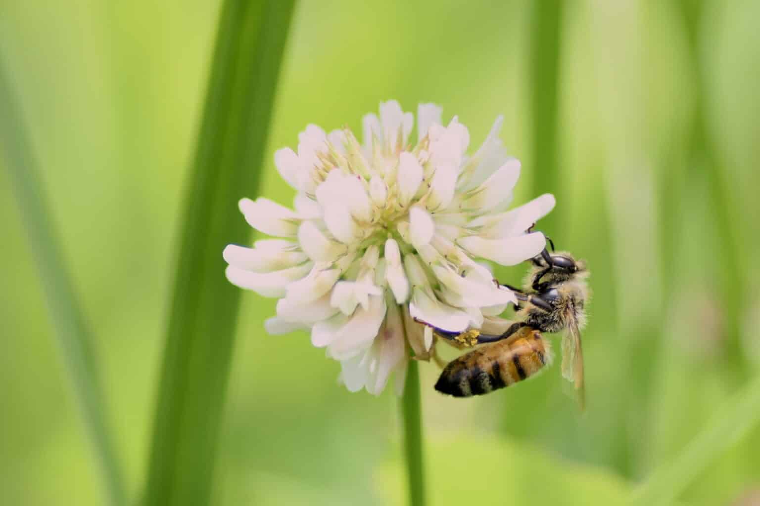 ApiOmic, l’élevage et la sélection génomique d’abeilles mellifères ...