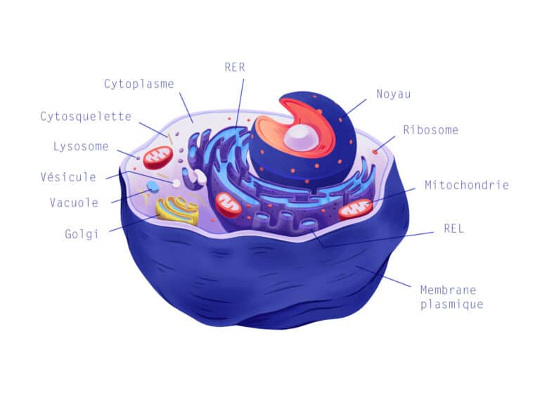 The cell | GénomeQuébec inc.